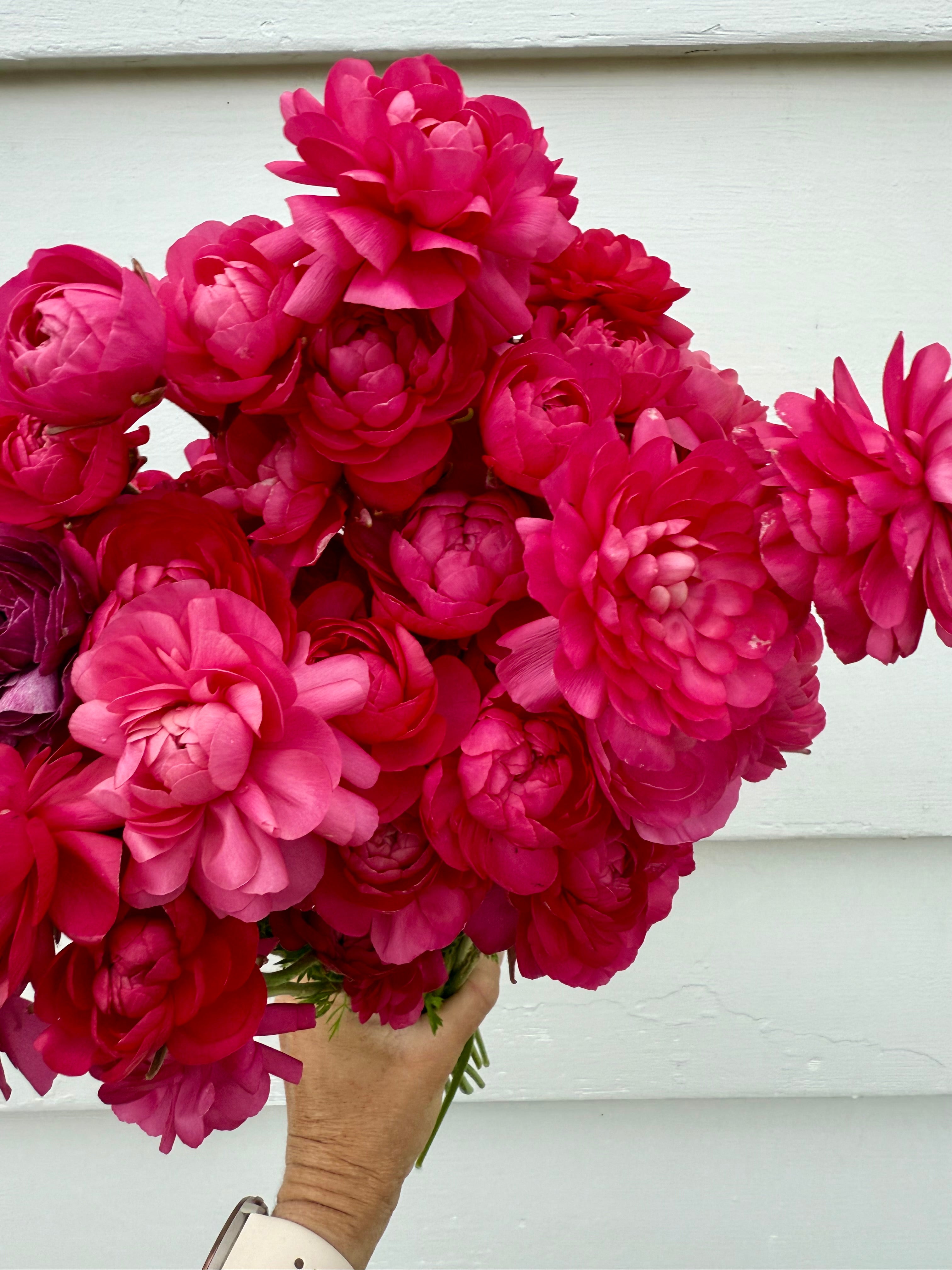Ranunculus Amandine BonBon – Endress Acres