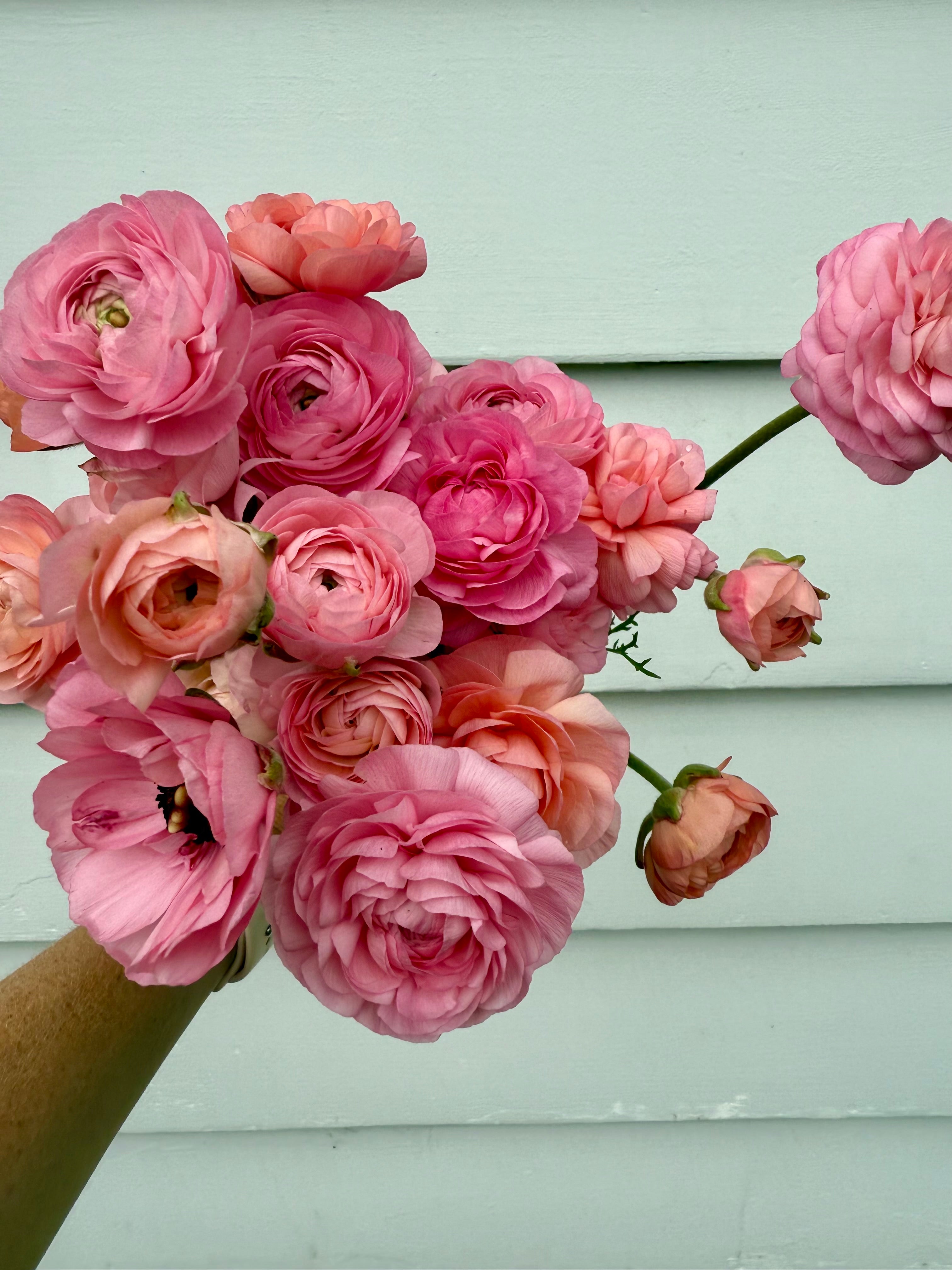 Ranunculus Amandine Pastel Mix – Endress Acres